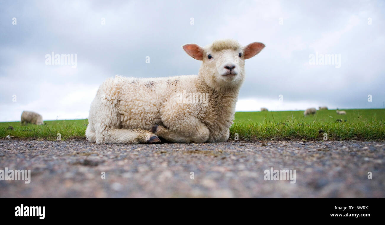 water north sea salt water sea ocean sheep wool dike sheep (pl.) meadow ...