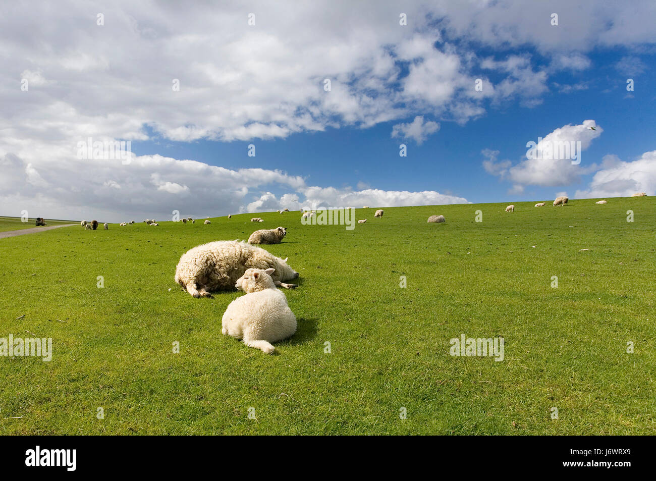 water north sea salt water sea ocean sheep wool dike sheep (pl.) meadow ...