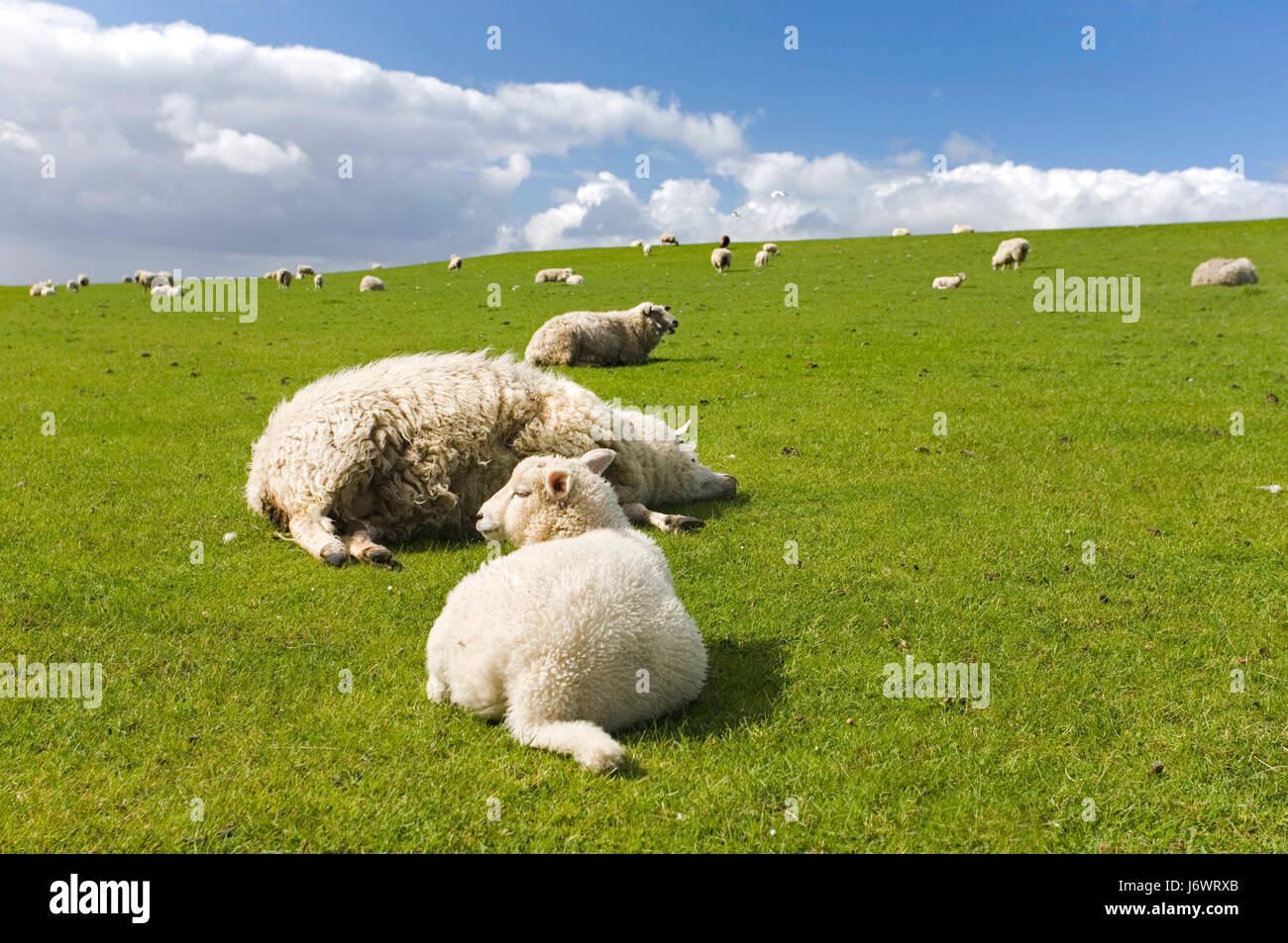 water north sea salt water sea ocean sheep wool dike sheep (pl.) meadow ...