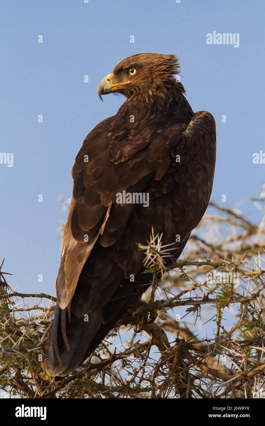 africa eye organ falcon raptor eagle claw tree park desert wasteland ...