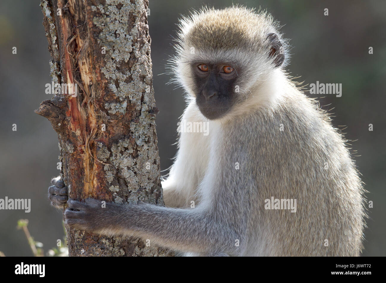 Worried monkey hi-res stock photography and images - Alamy