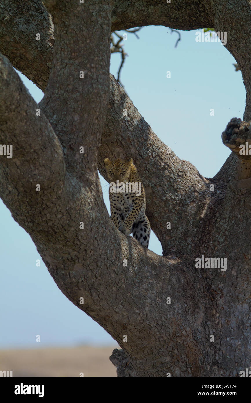 tree africa up on cat big cat feline predator leopard danger leaf ...