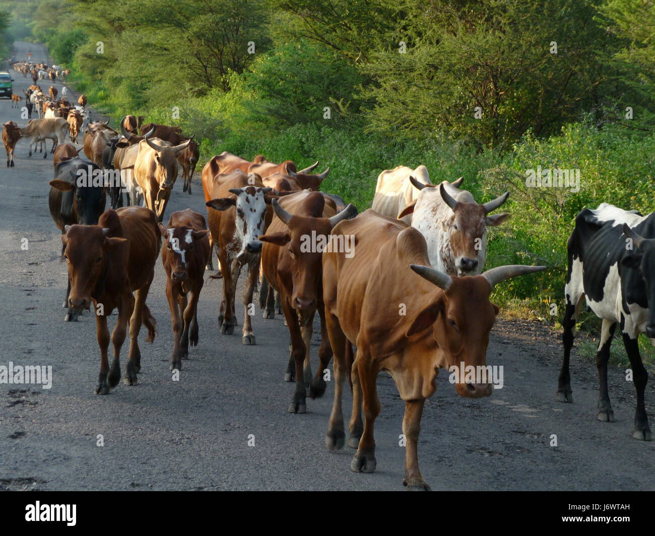 Poor cow hi-res stock photography and images - Alamy
