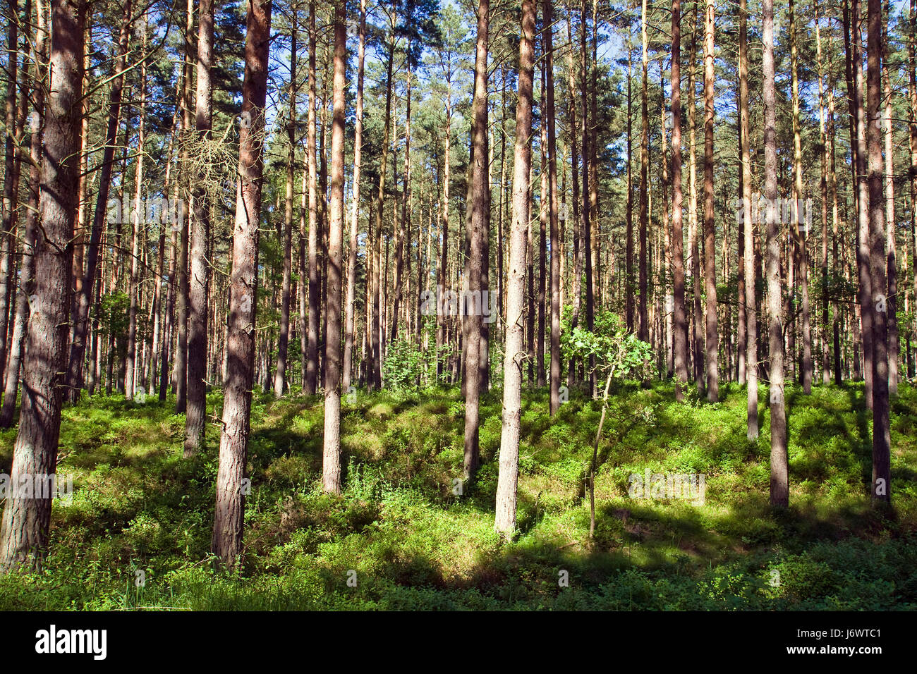 tree trees pine conifer conifers pinewood forest nature environment ...
