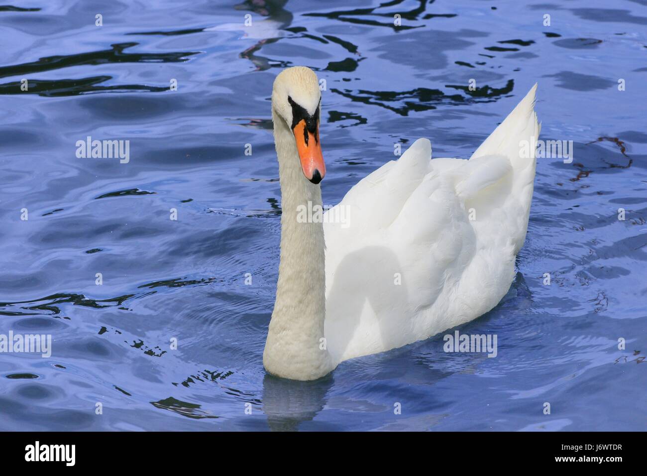 blue bird swan birds waves mirroring england salt water sea ocean water ...
