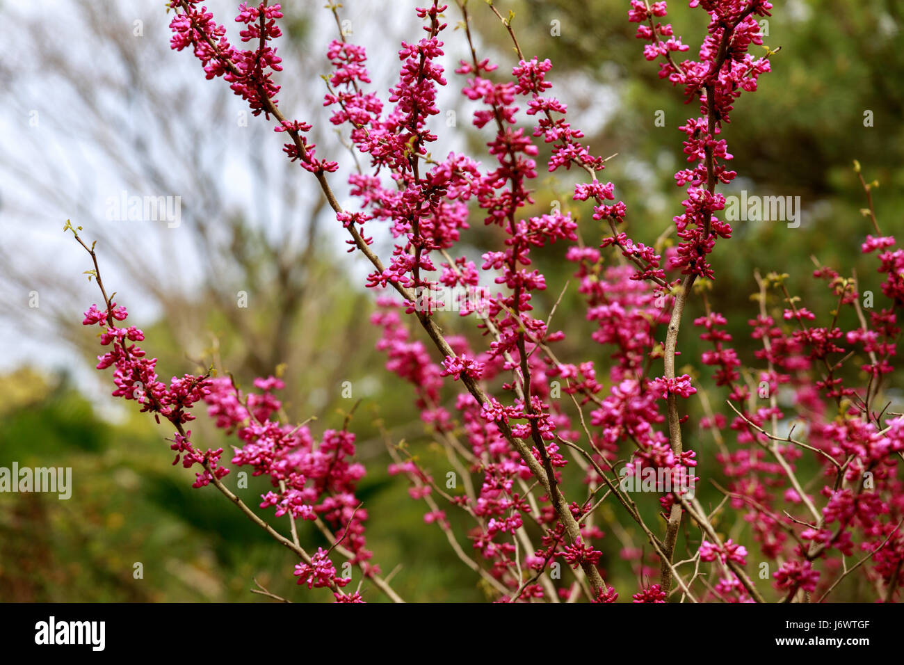 Judas tree flowers Stock Photo - Alamy