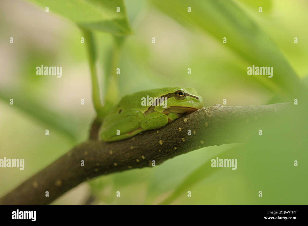 frog on tree Stock Photo - Alamy