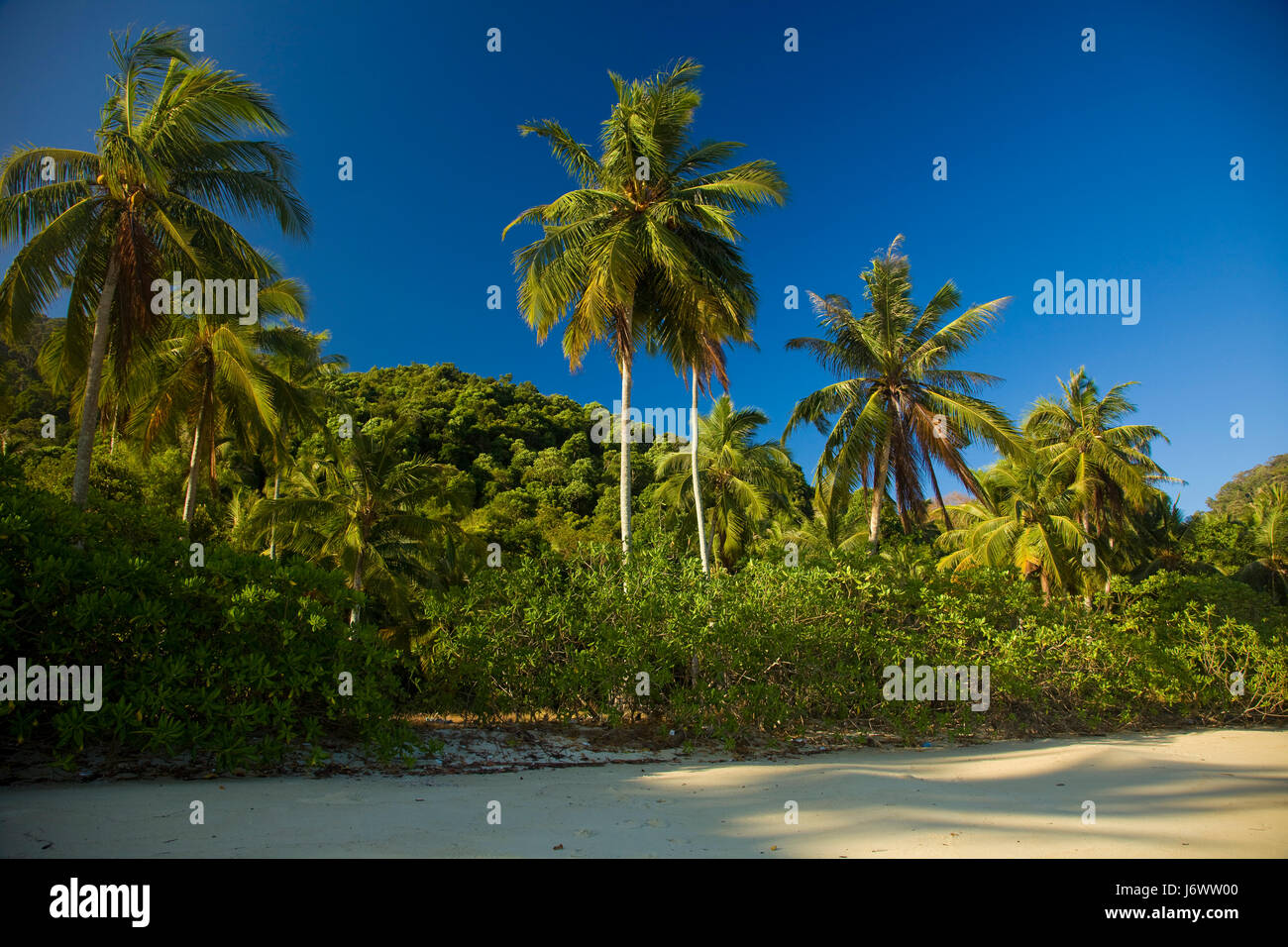 Palm tree beach in penang hi-res stock photography and images - Alamy