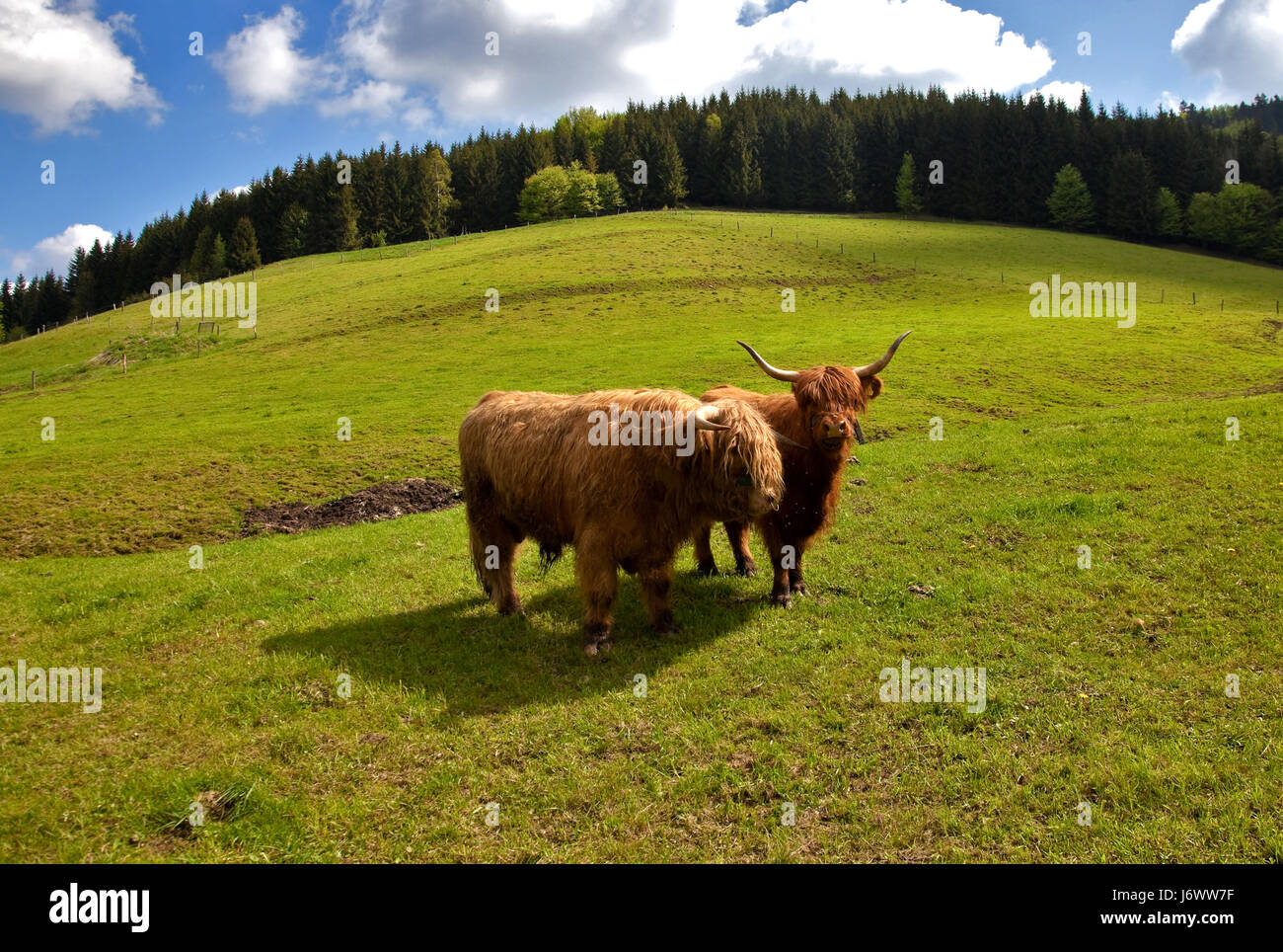 eco bull cow bovine meadow nature eco flies animal eyes hairs creature ...