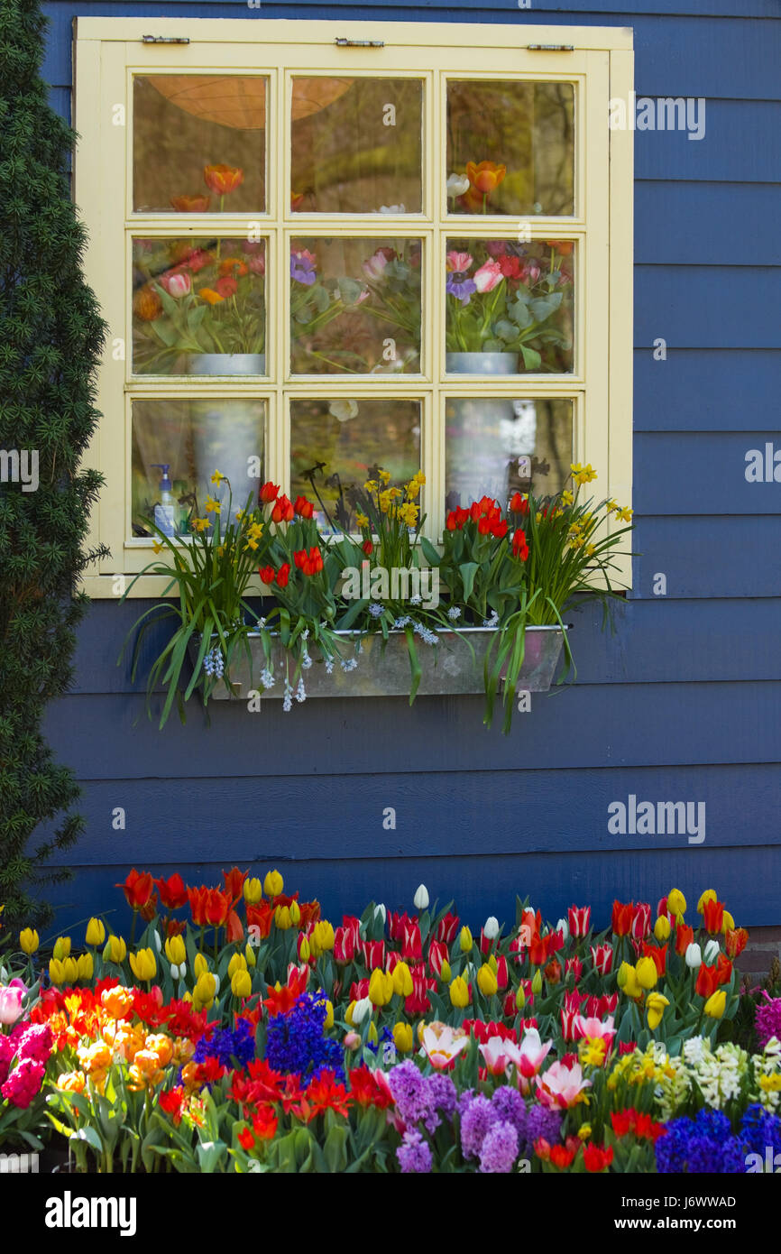 blue garden window porthole dormer window pane flower flowers plant ...