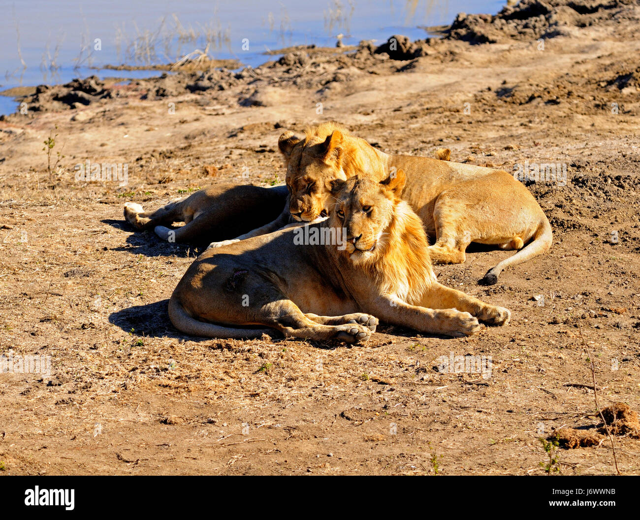 africa lie lying lies south africa safari lions animal mammal fauna ...