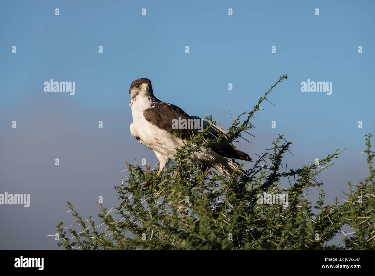 Augur buzzard, Tanzania Stock Photo - Alamy