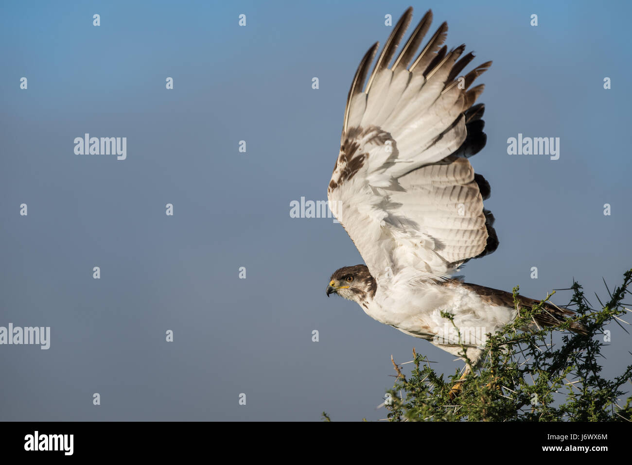 Augur buzzard, Tanzania Stock Photo - Alamy