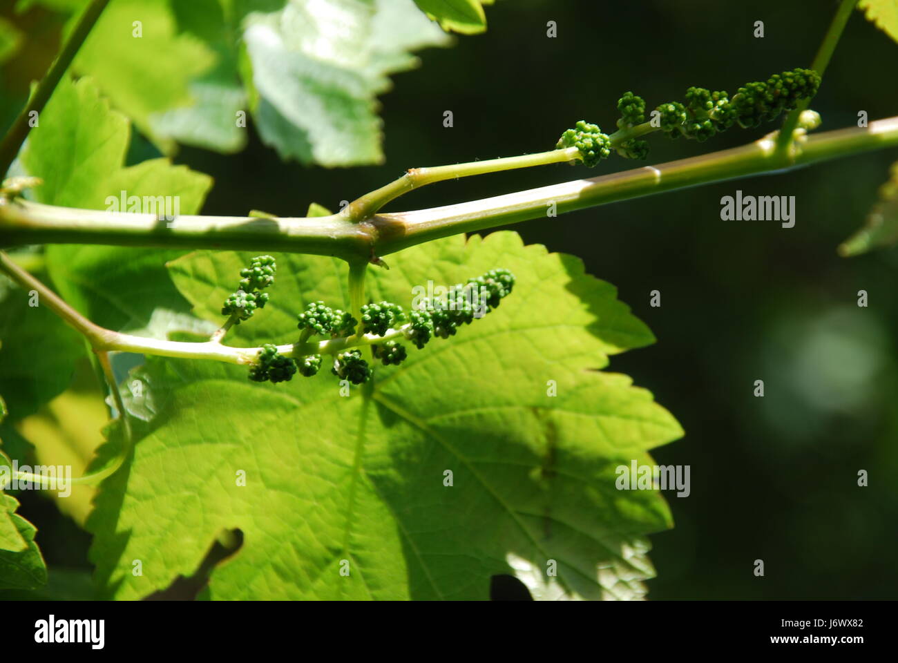 wine flower (vitis vinifera Stock Photo - Alamy