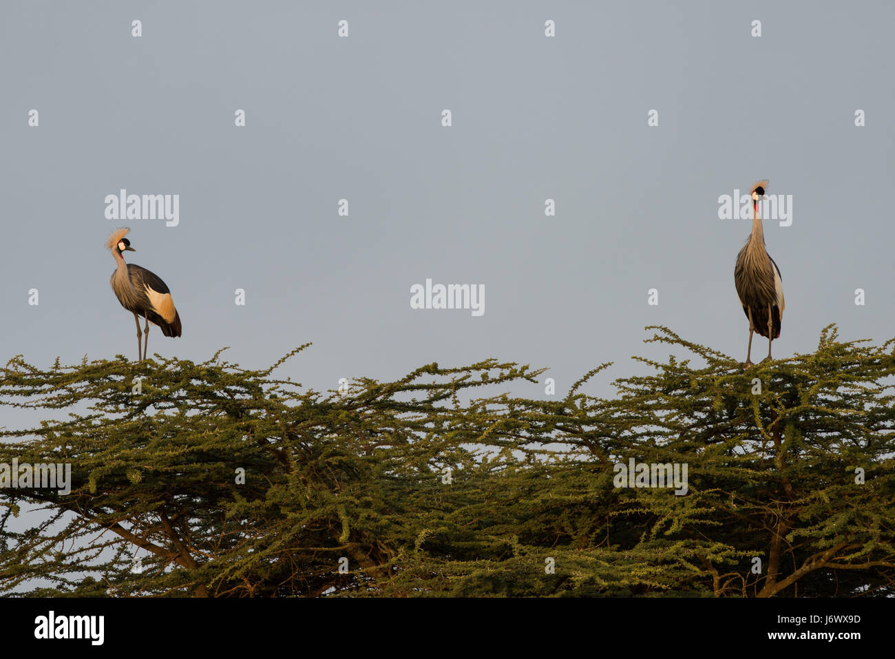 Crowned cranes in tree, Tanzania Stock Photo - Alamy