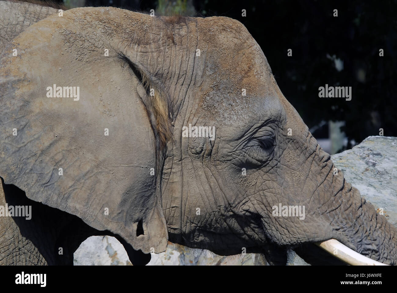 big large enormous extreme powerful imposing immense relevant wild ...