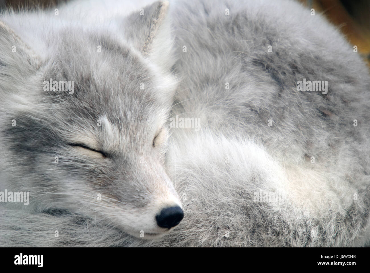 animal arctic fur wildlife fox white animal mammal arctic fur wildlife ...