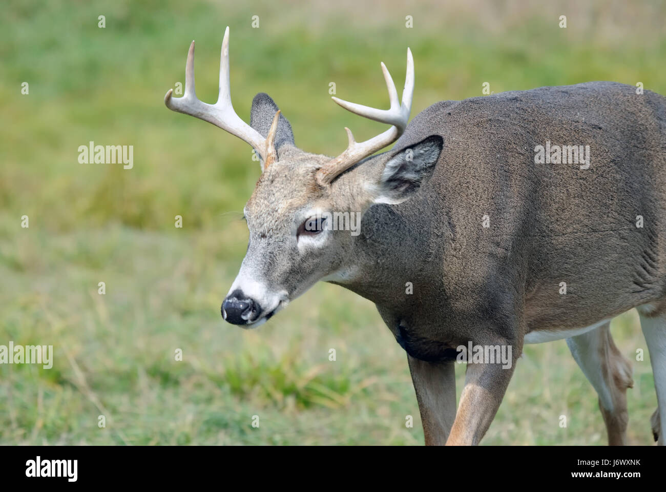 animal male masculine buck wildlife deer animal mammal male masculine ...