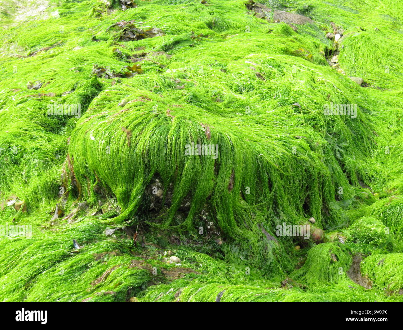 Kstenfelsen hi-res stock photography and images - Alamy