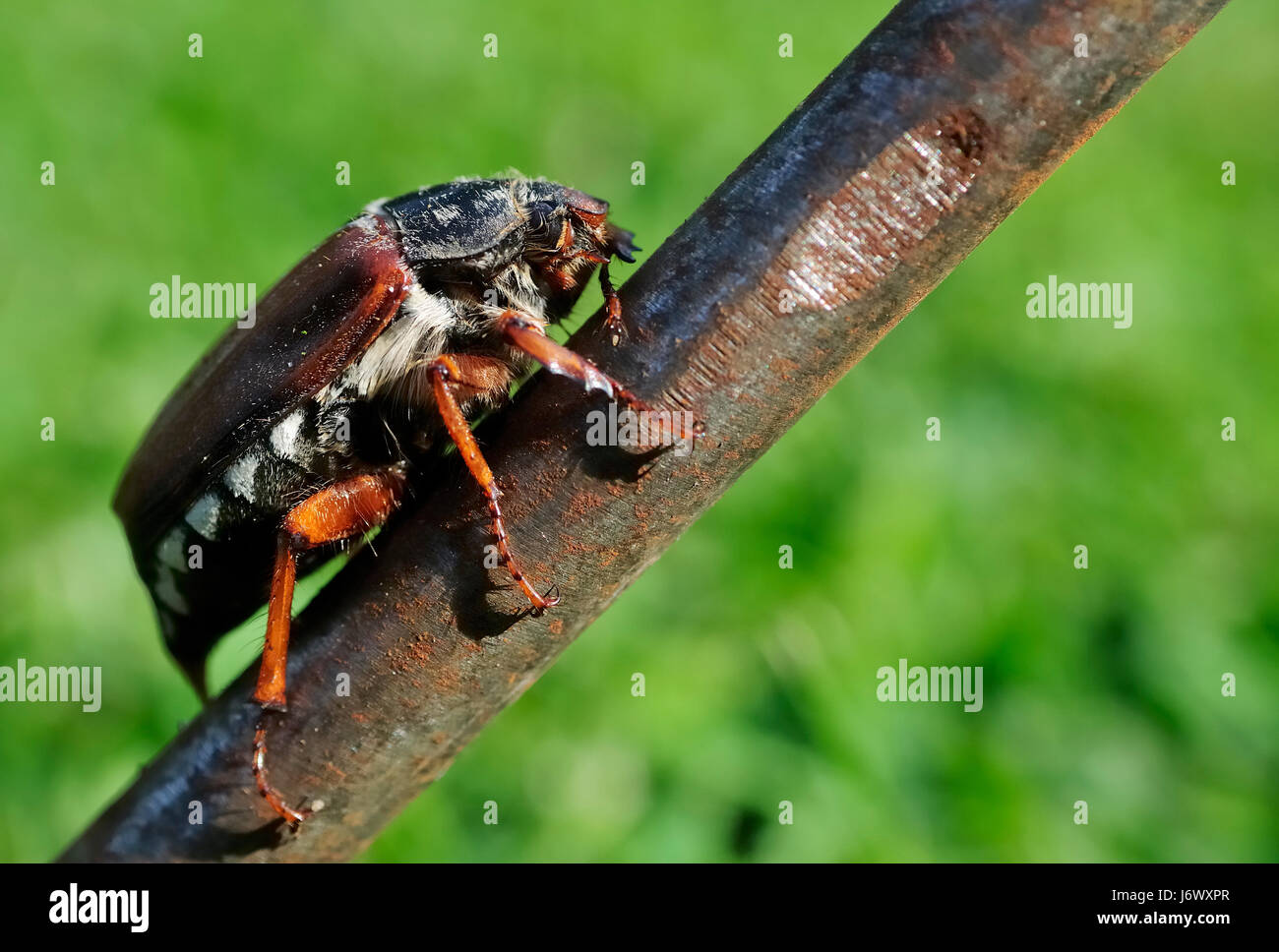 the small maiki Stock Photo - Alamy
