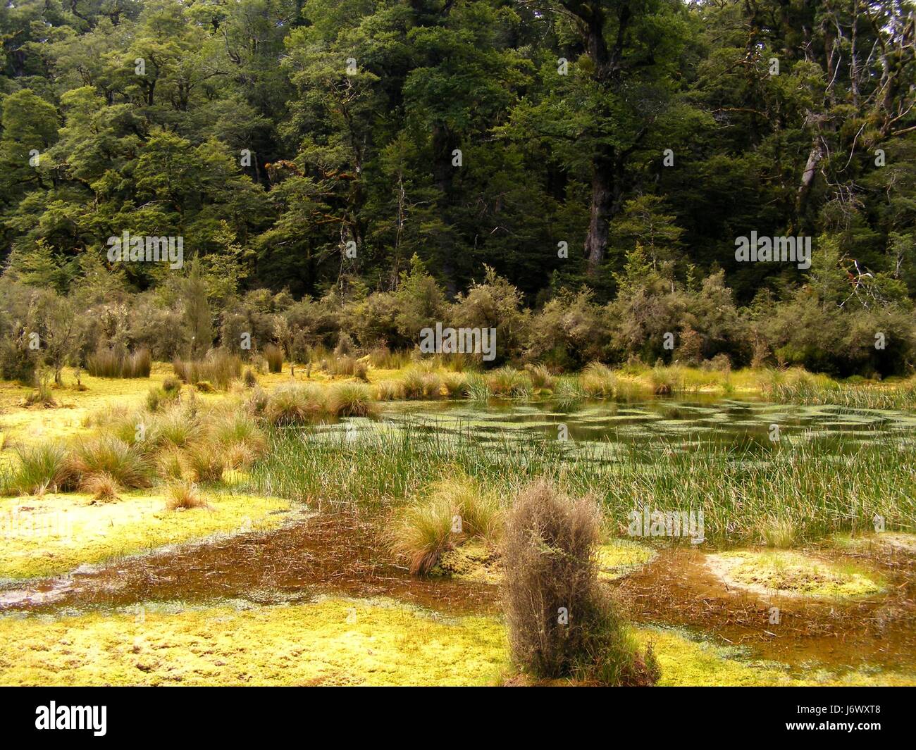 Urewera hi-res stock photography and images - Alamy