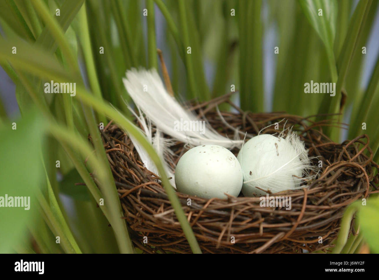 bird nest wildlife egg eggshell wilderness house building leaf macro ...