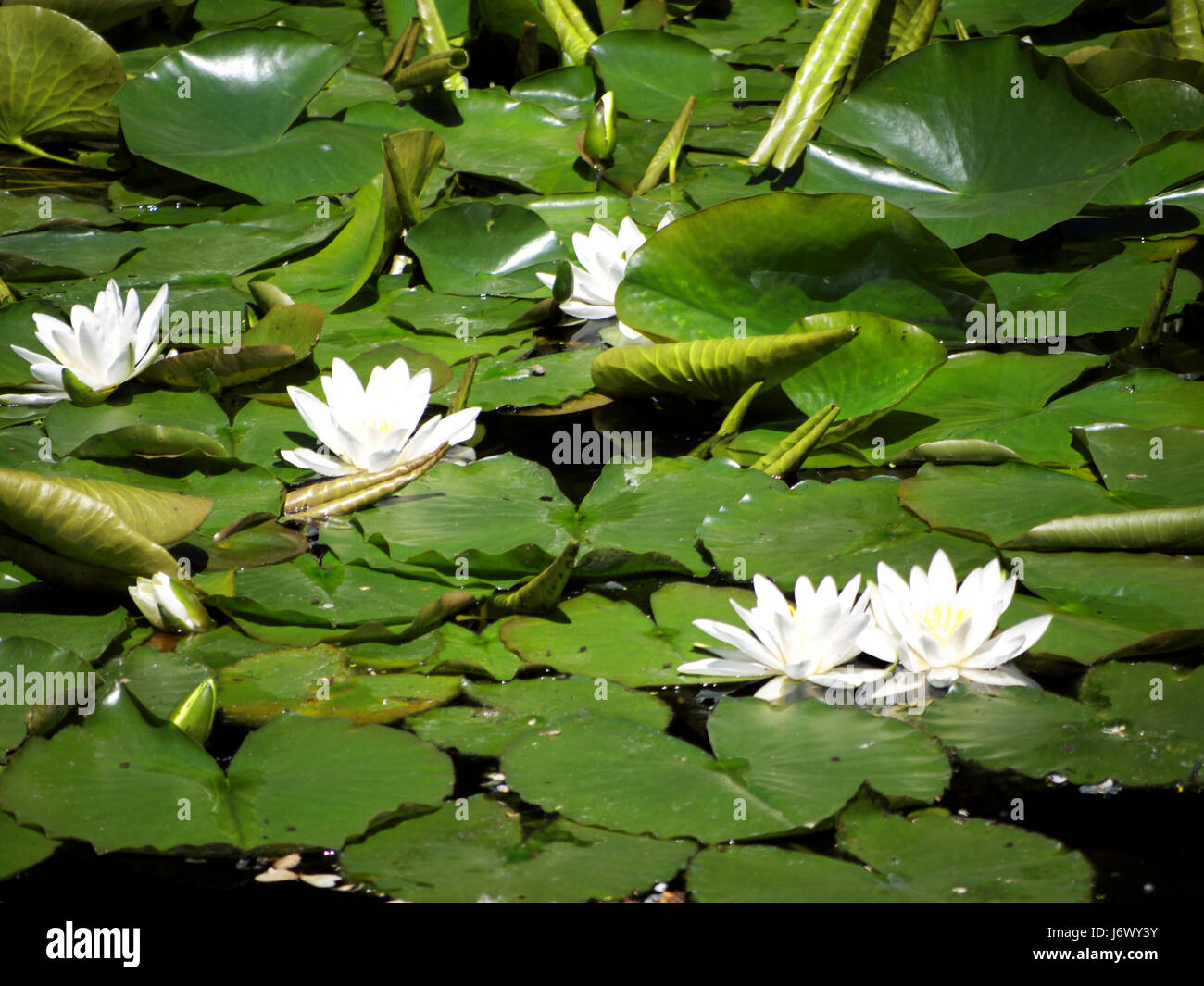 Lily three hi-res stock photography and images - Alamy
