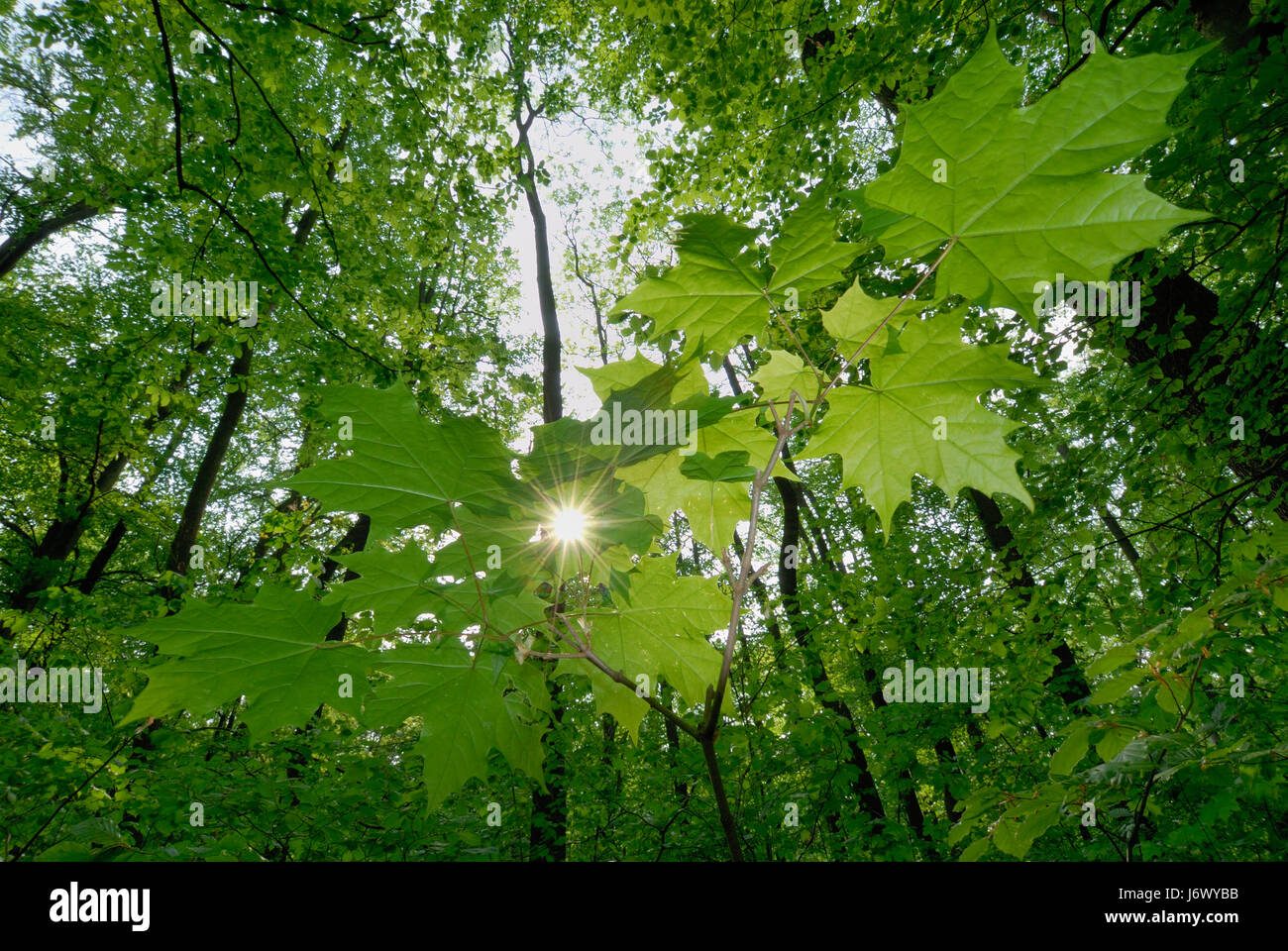 sun shining through maple tree Stock Photo - Alamy