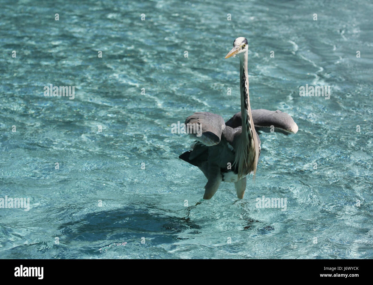 Baden badespass hi-res stock photography and images - Alamy
