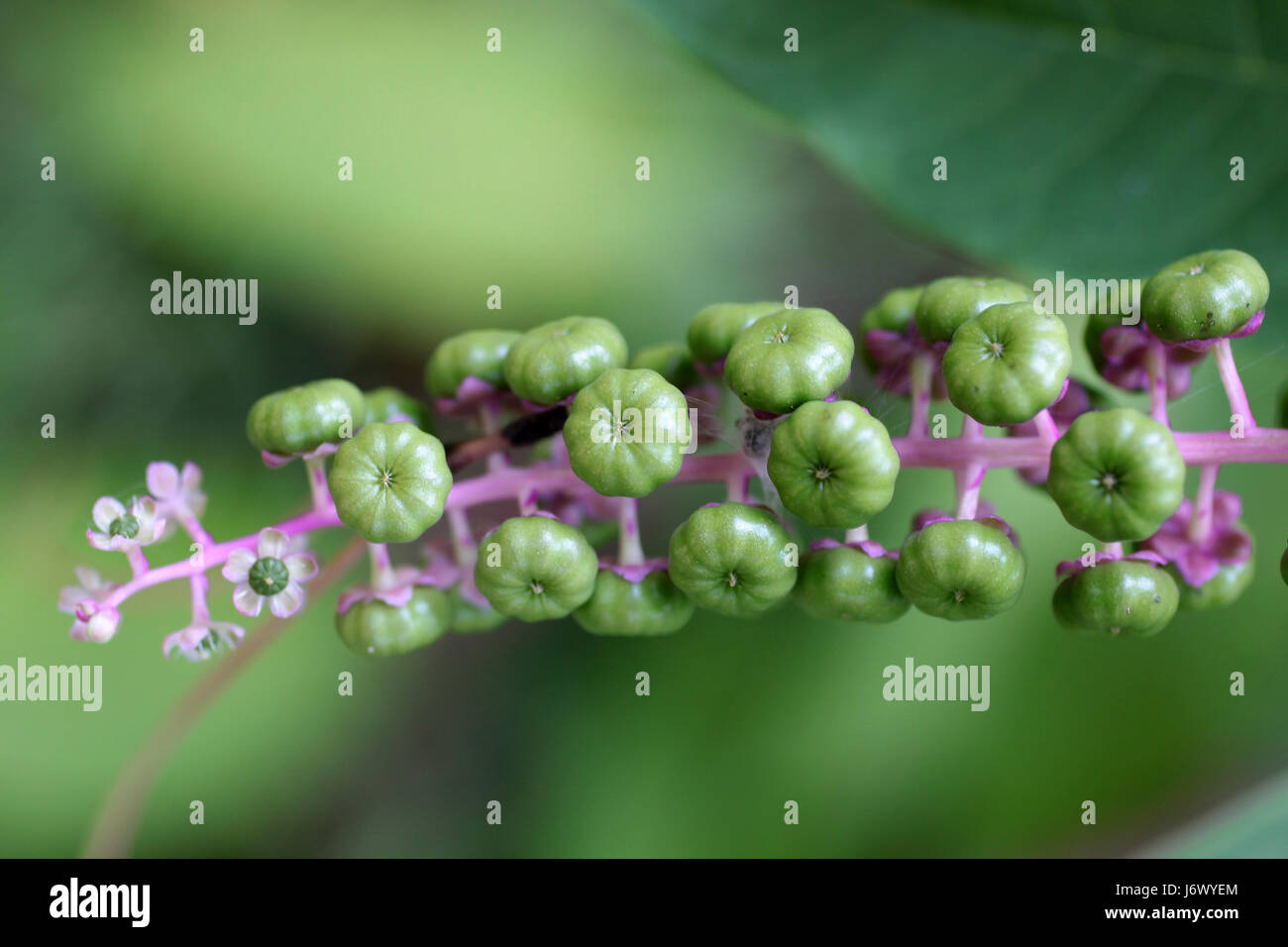 small green fruits of a wild plant Stock Photo - Alamy