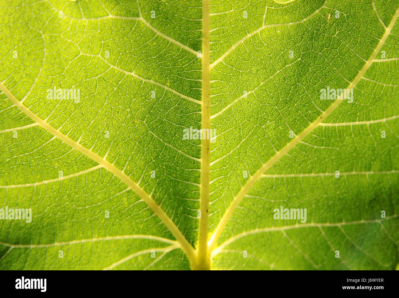 structure of a green leaf Stock Photo - Alamy