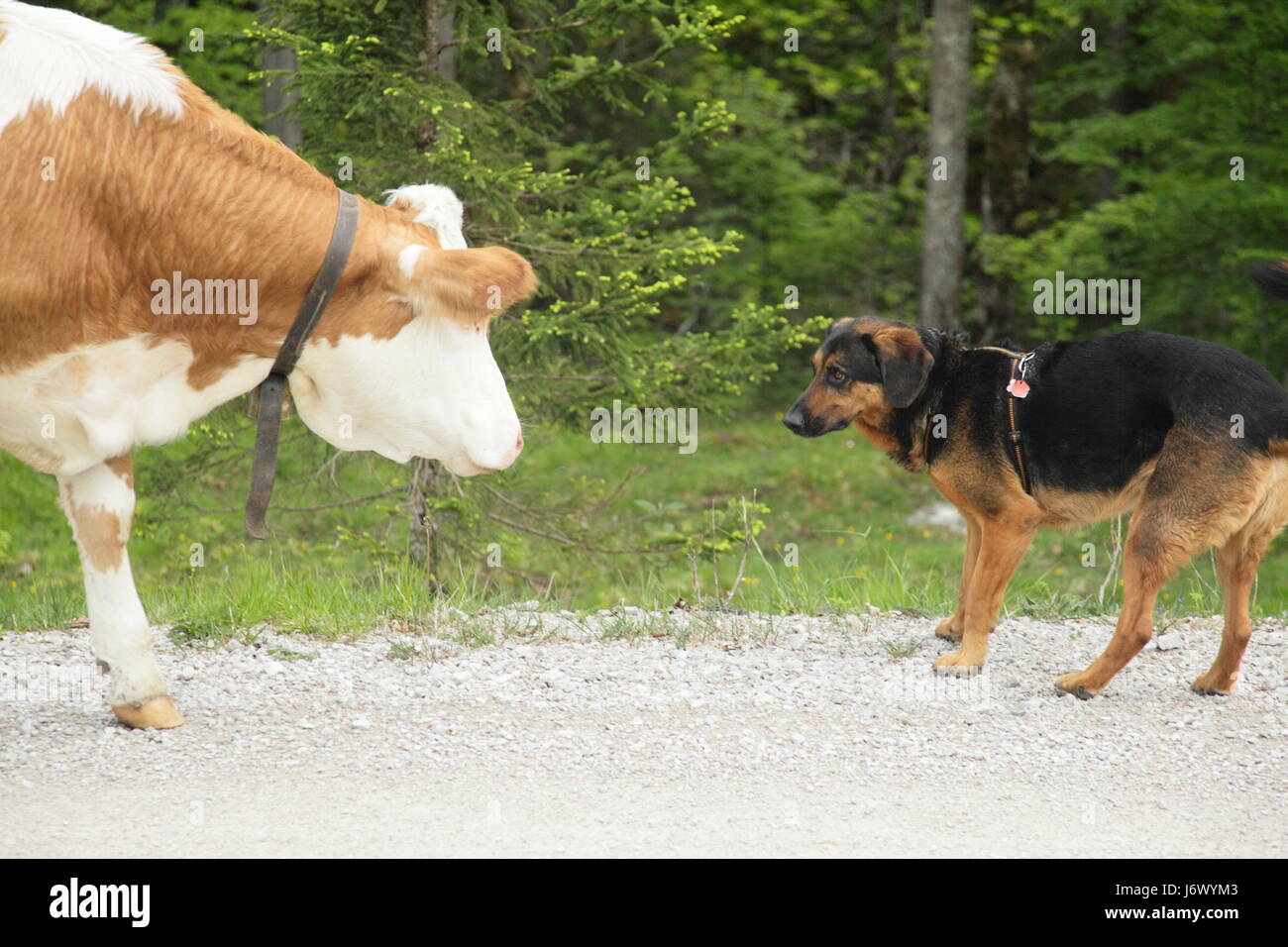 Cow meet hi-res stock photography and images - Alamy