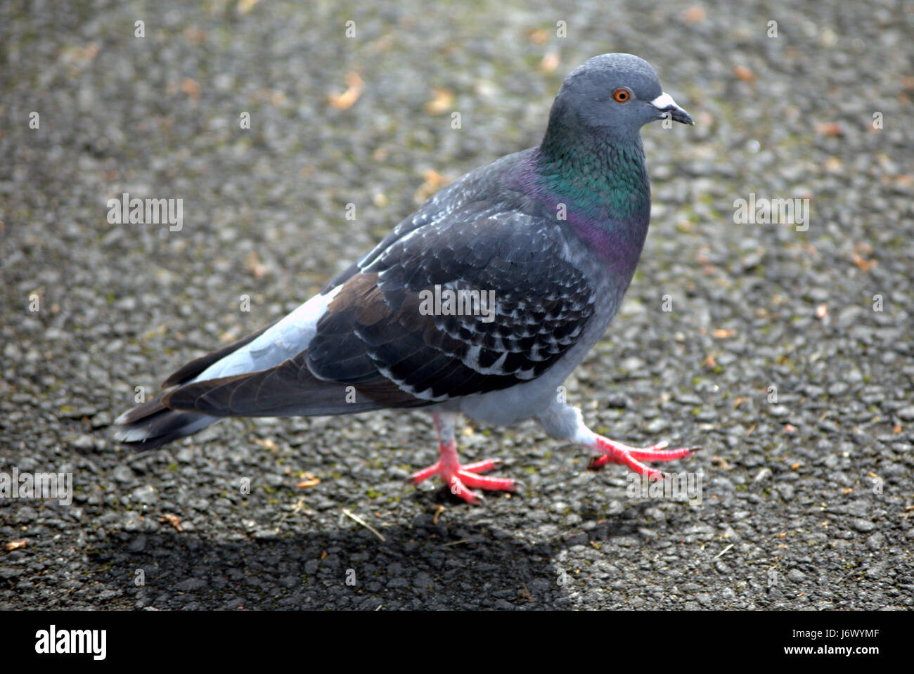 Stepping pigeon hi-res stock photography and images - Alamy