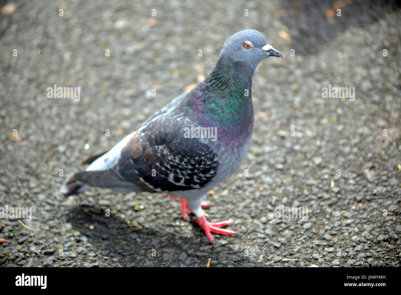 pigeon giving the eye Stock Photo - Alamy