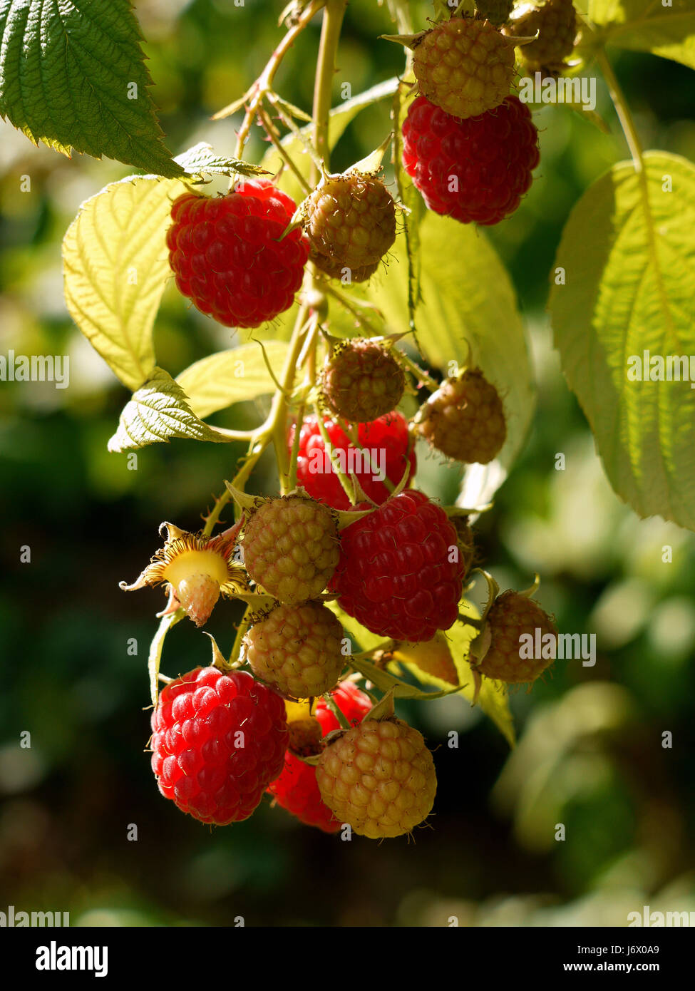 Raspberry autumn bliss bush hi-res stock photography and images - Alamy