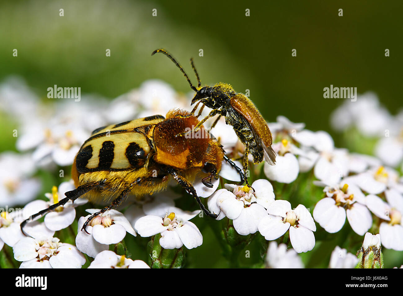 Brush insects hi-res stock photography and images - Alamy
