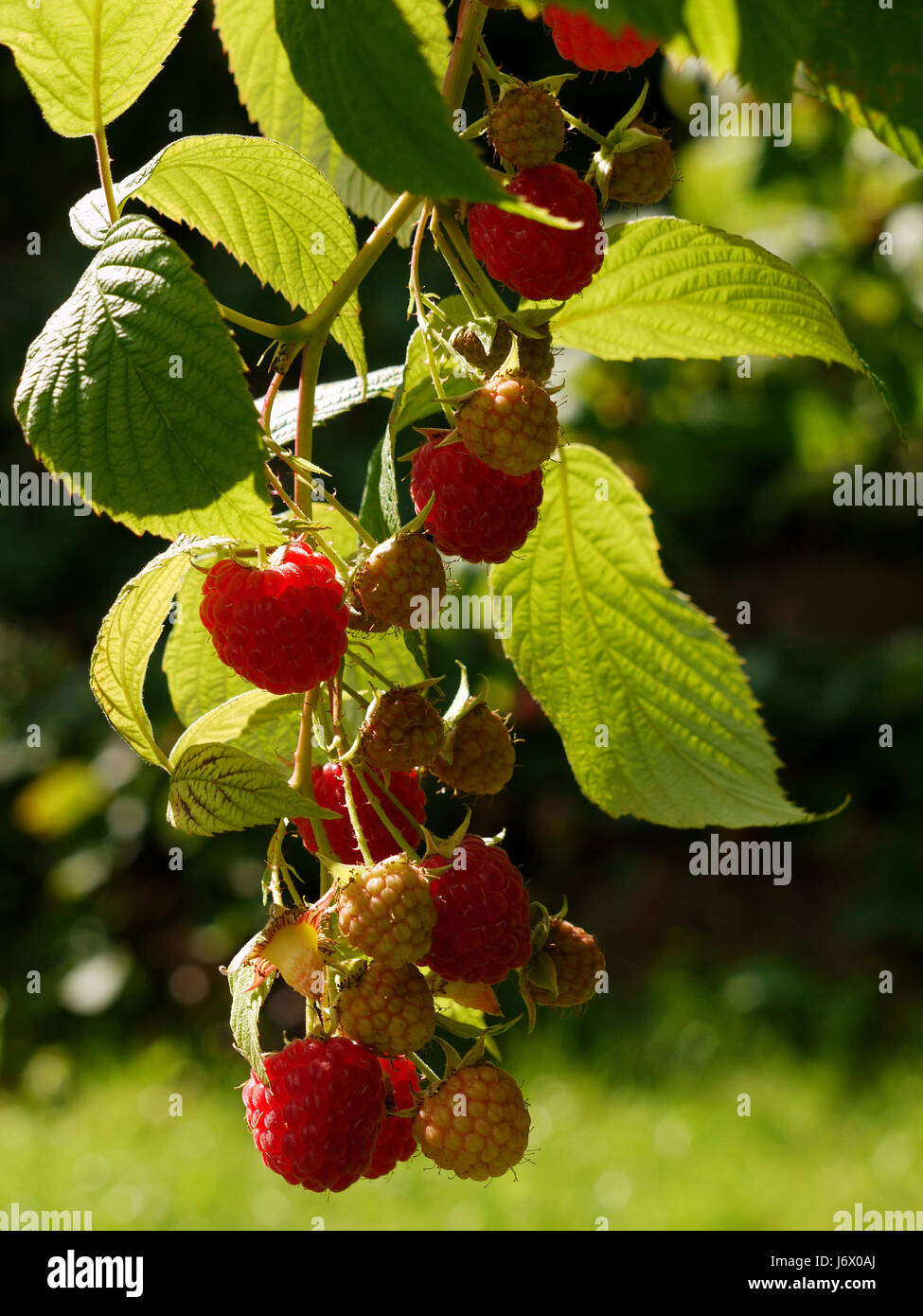 autumn raspberry Stock Photo - Alamy