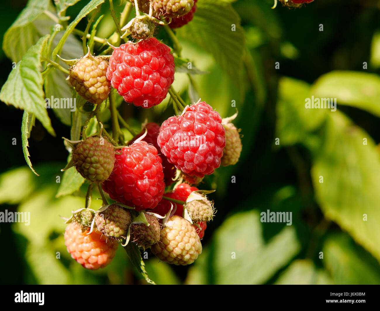 Raspberry autumn bliss bush hi-res stock photography and images - Alamy