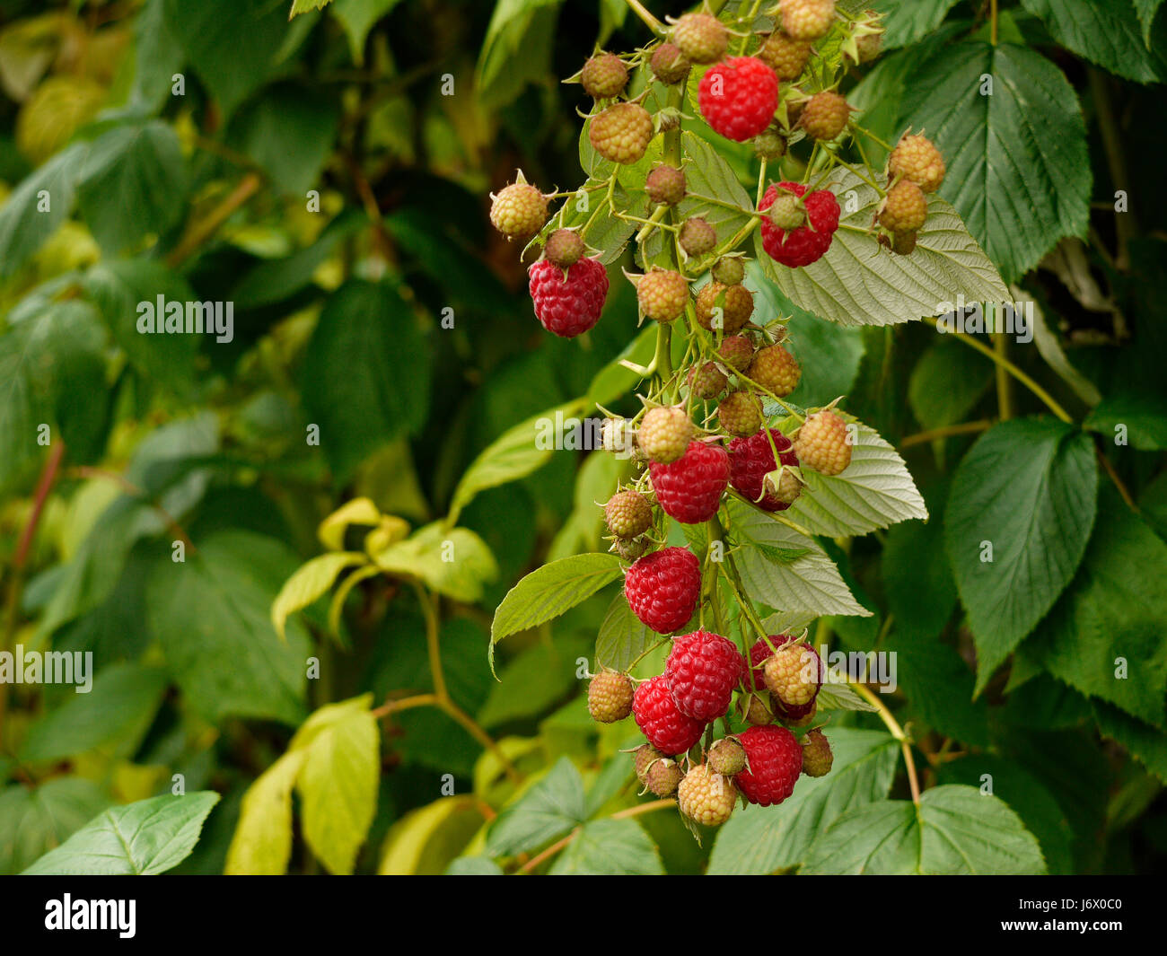autumn raspberry Stock Photo - Alamy