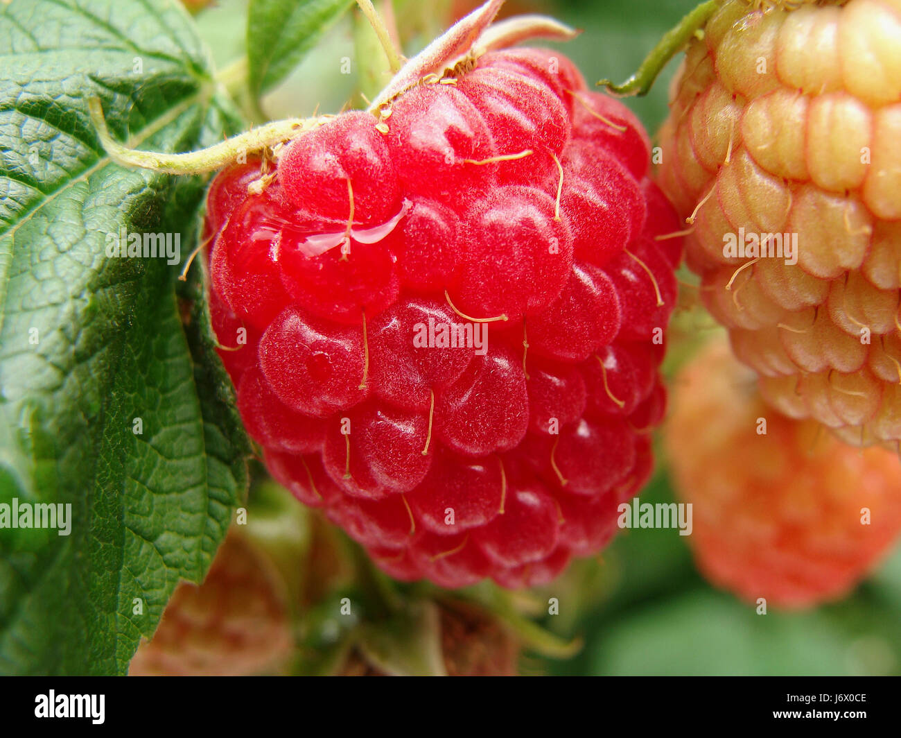 Raspberry autumn bliss bush hi-res stock photography and images - Alamy