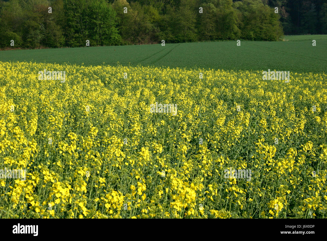 blooming rapeseed field Stock Photo - Alamy