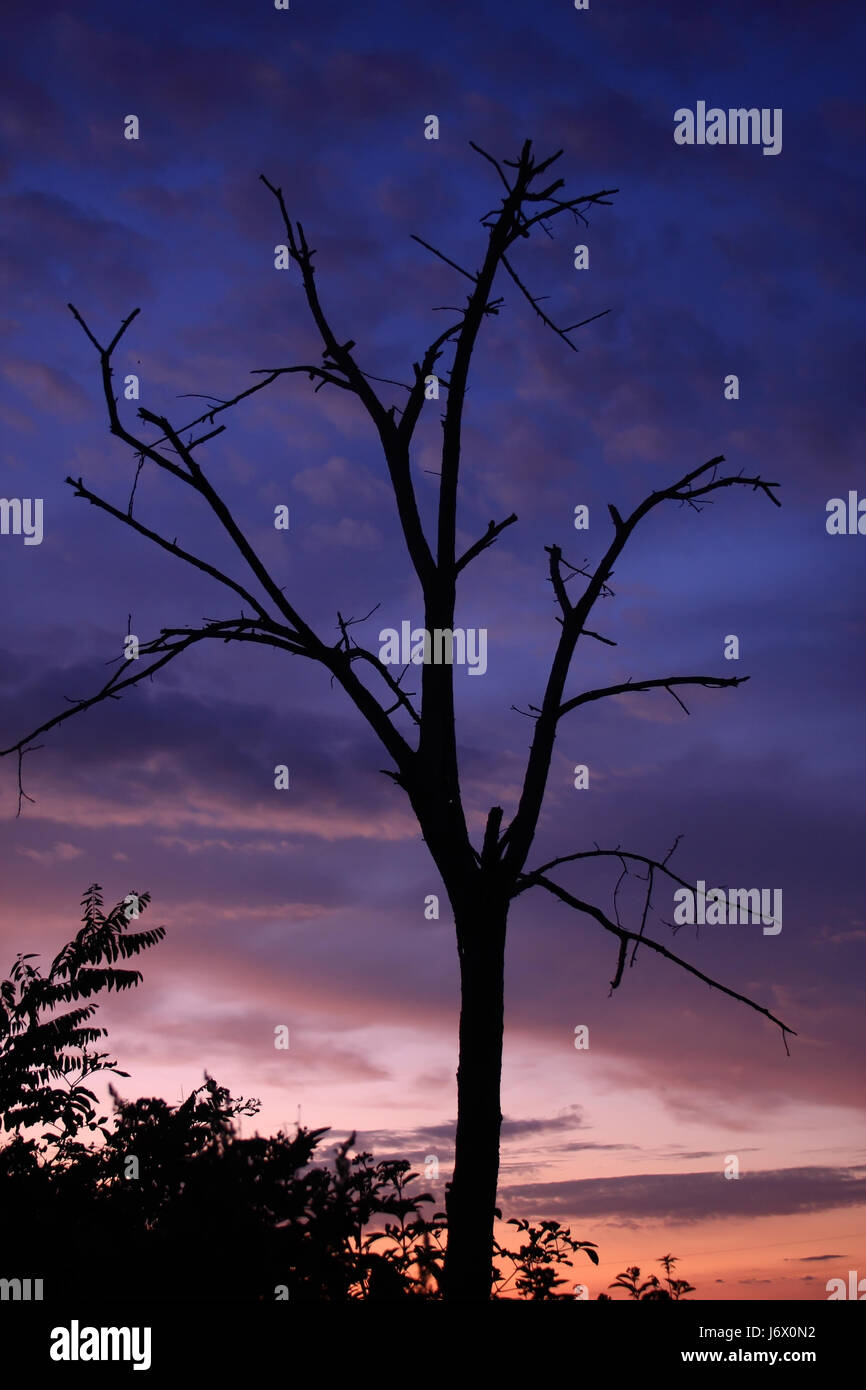 blue tree night nighttime sunset branch silhouette shaddow shadow plant ...
