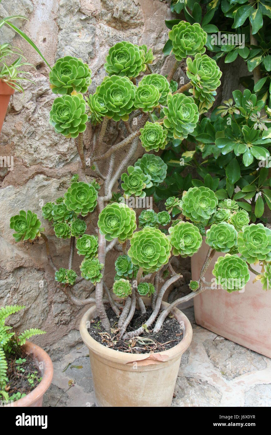 cactus trunk with circular flowers Stock Photo - Alamy