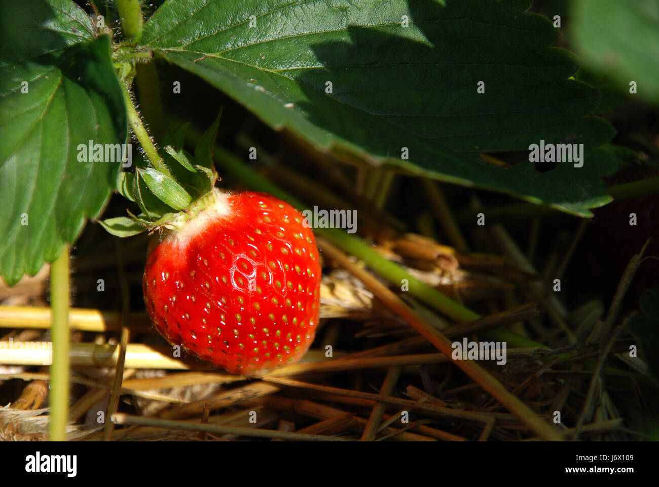 Erdbeerstrauch hi-res stock photography and images - Alamy