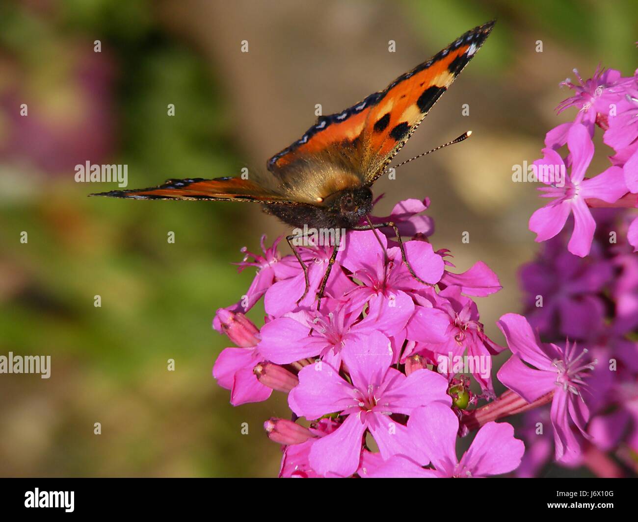 Fox eating insects hi-res stock photography and images - Alamy