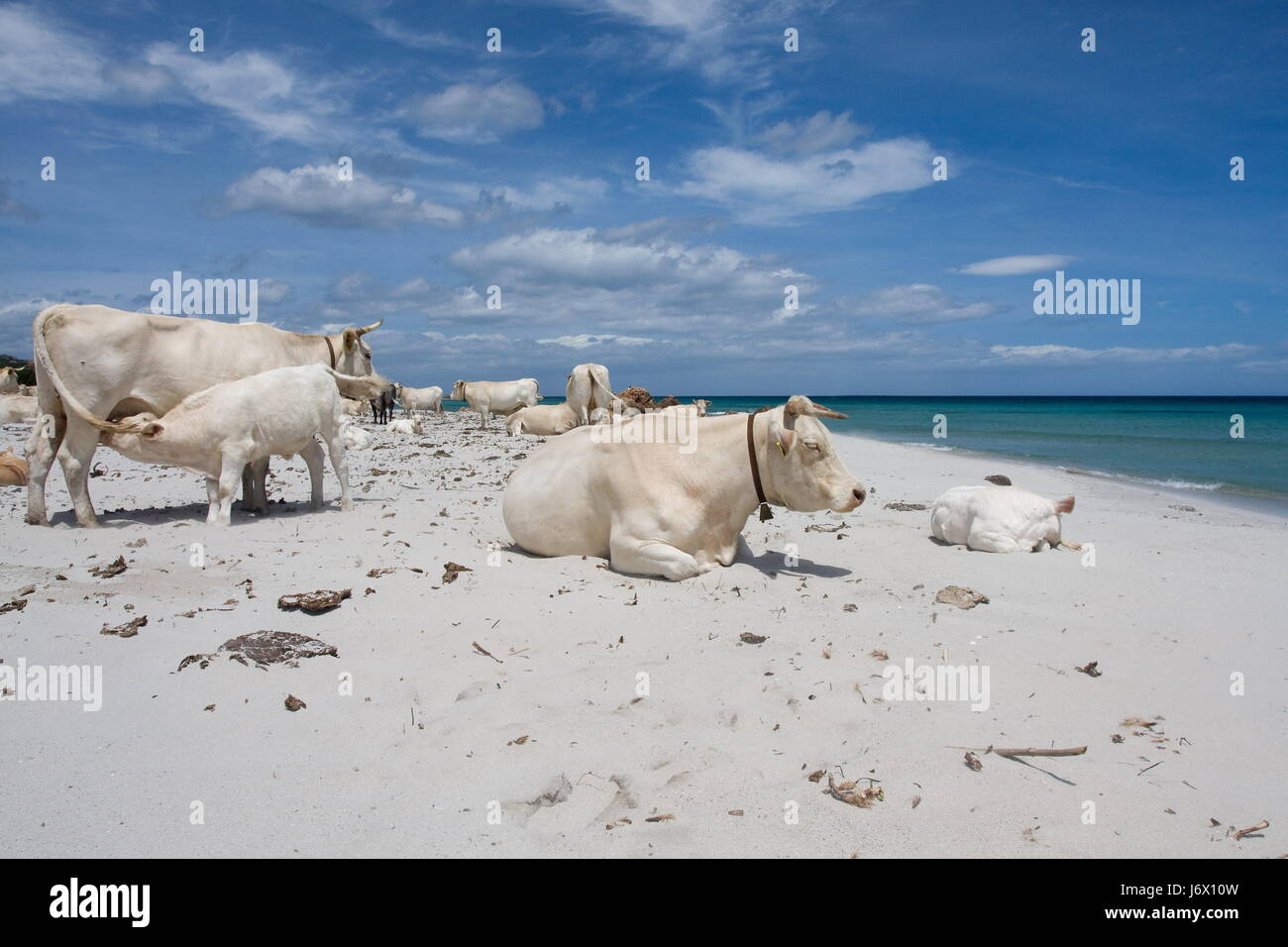 cows on beach holiday Stock Photo - Alamy