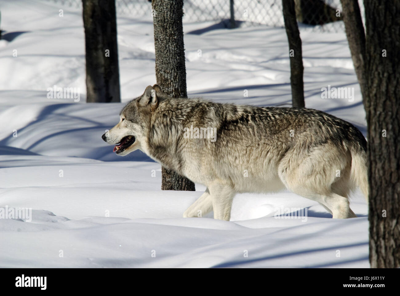 winter animal mammal wild snow coke cocaine material drug anaesthetic ...