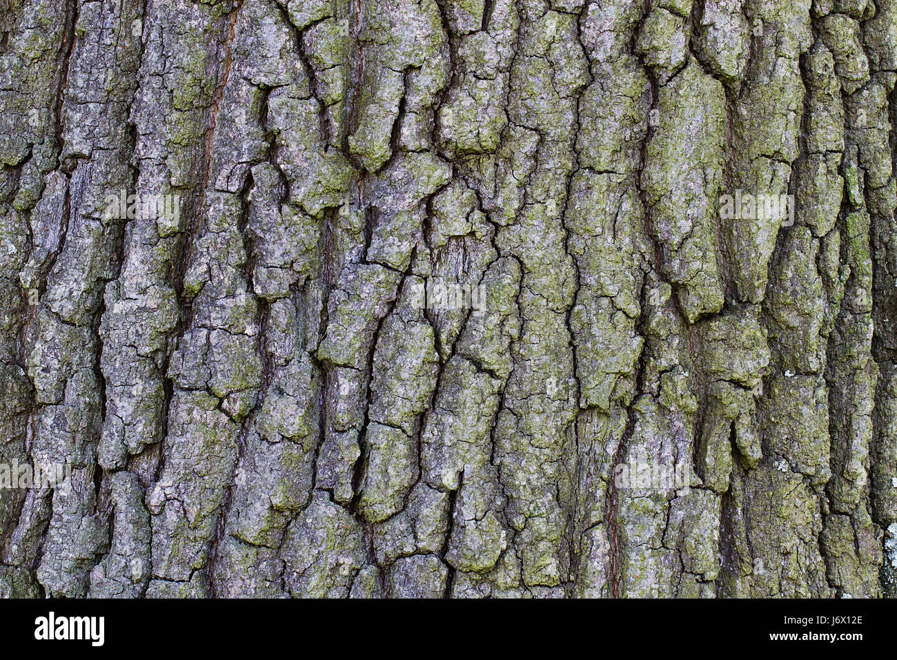 background bark beech fine Stock Photo - Alamy