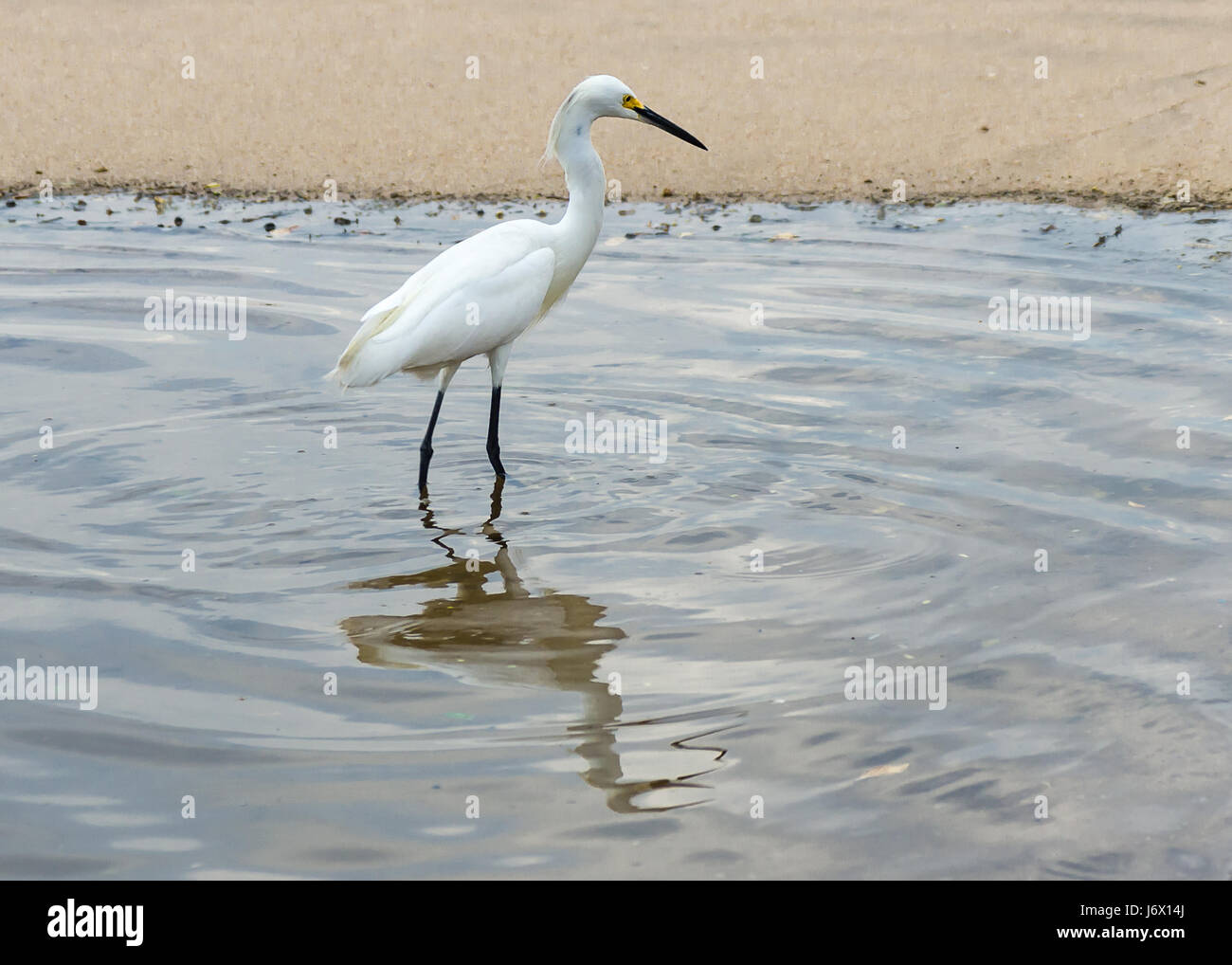 White feathered Great Egret patiently stalking fish in a lagoon along a ...