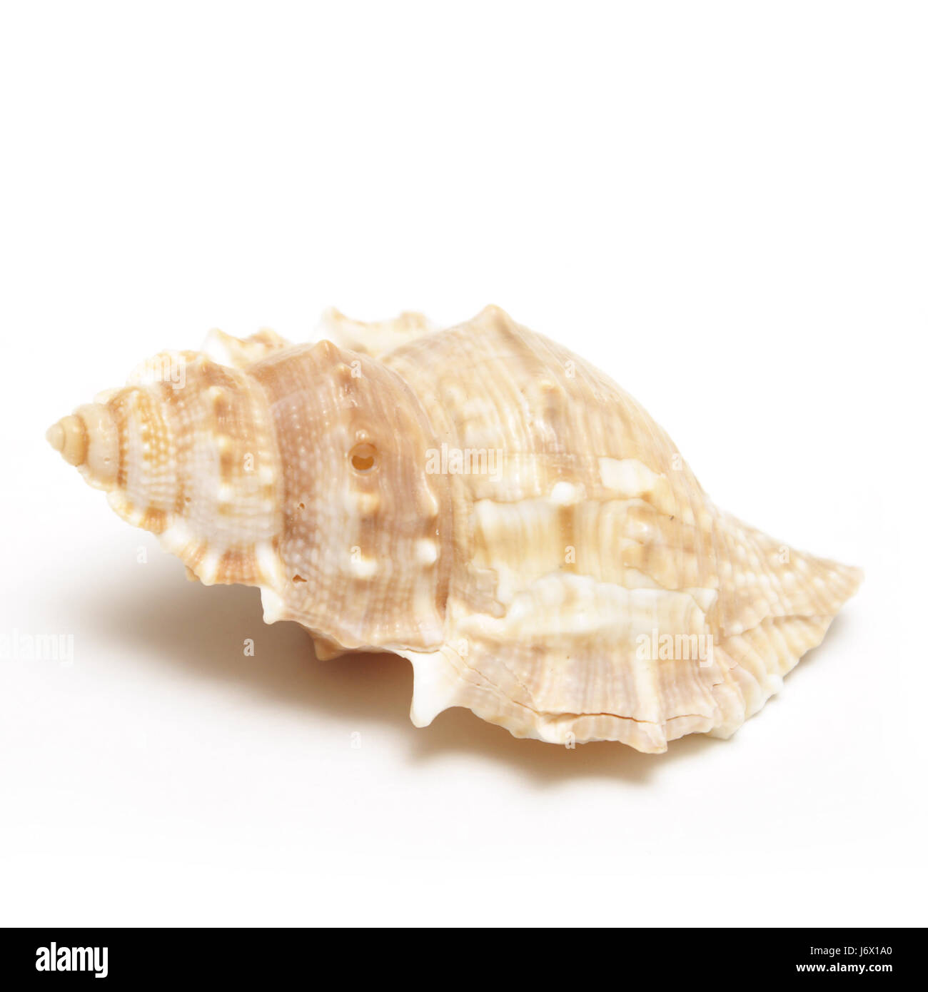 beach seaside the beach seashore shell navy marine crustacean aquatic ...